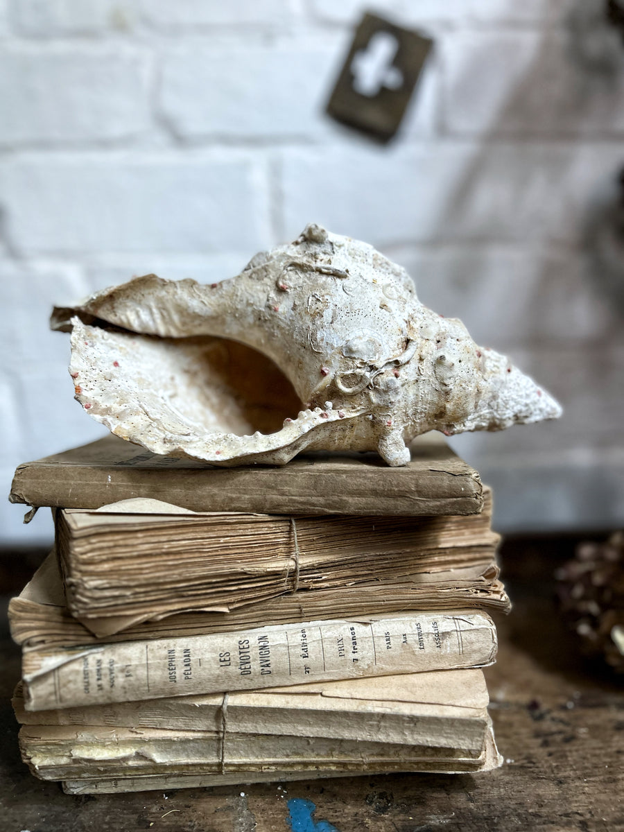 Large Victorian antique white conch sea shell – The Old Potato Store