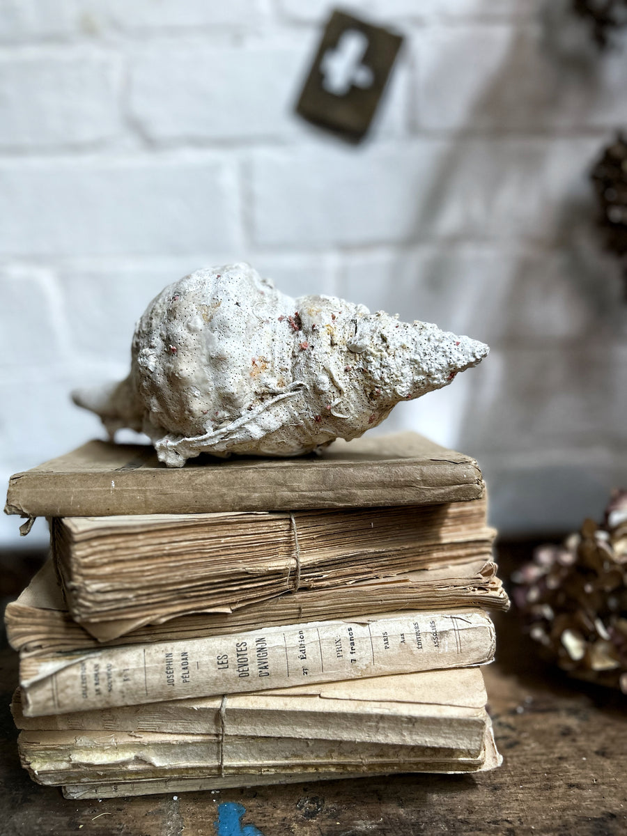 Large Victorian antique white conch sea shell – The Old Potato Store