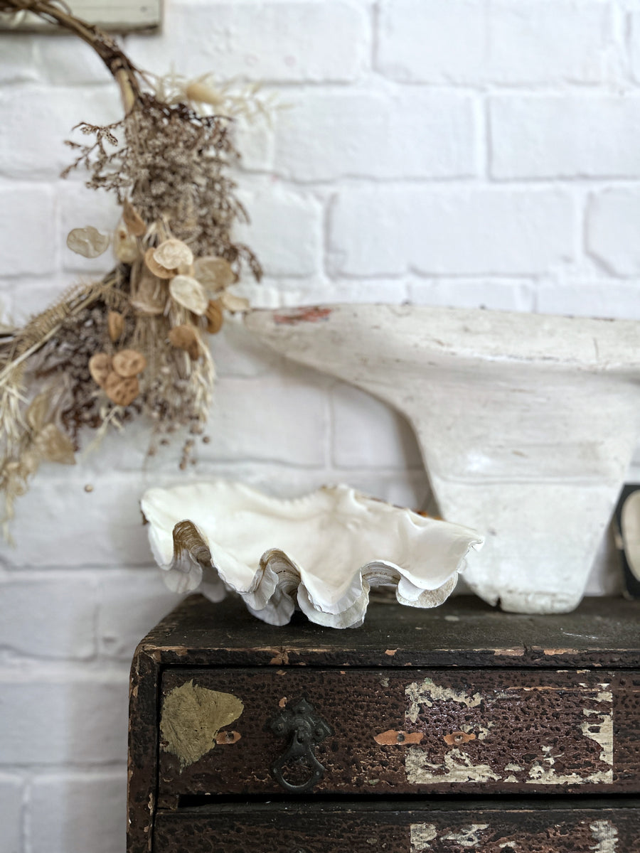 A large vintage clam sea shell – The Old Potato Store