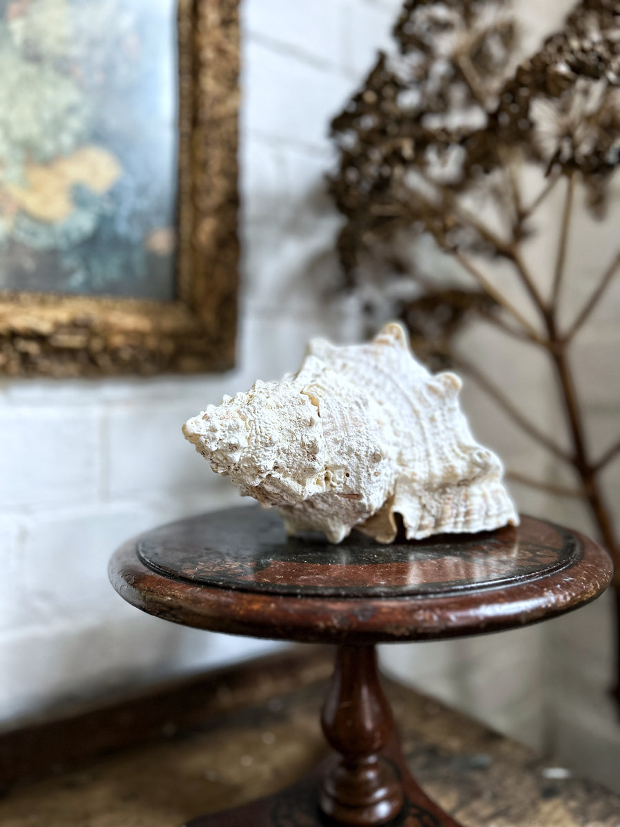 A large vintage specimen conch sea shell – The Old Potato Store